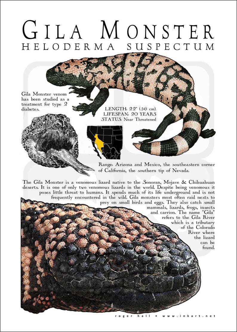 Gila Monster Poster Print - Etsy