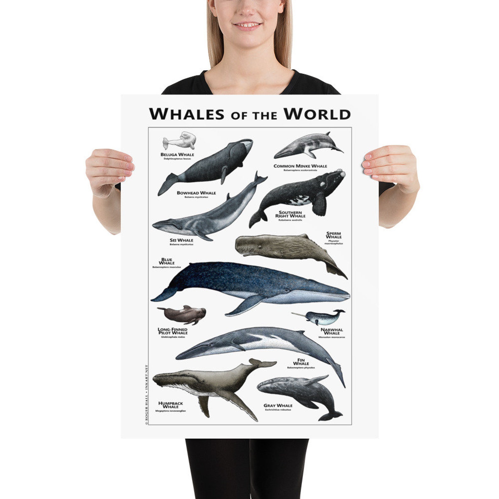 Whales of the World Poster/field Guide - Etsy
