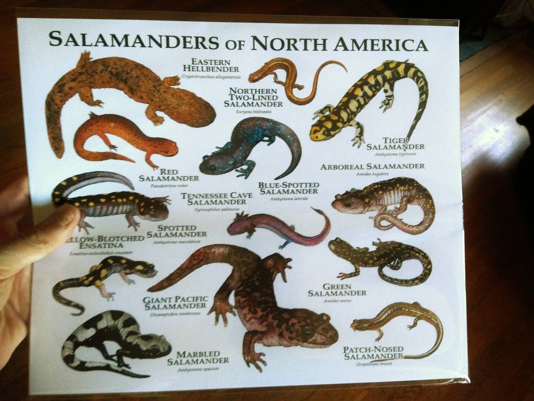 Salamanders of North America Poster Print - Etsy