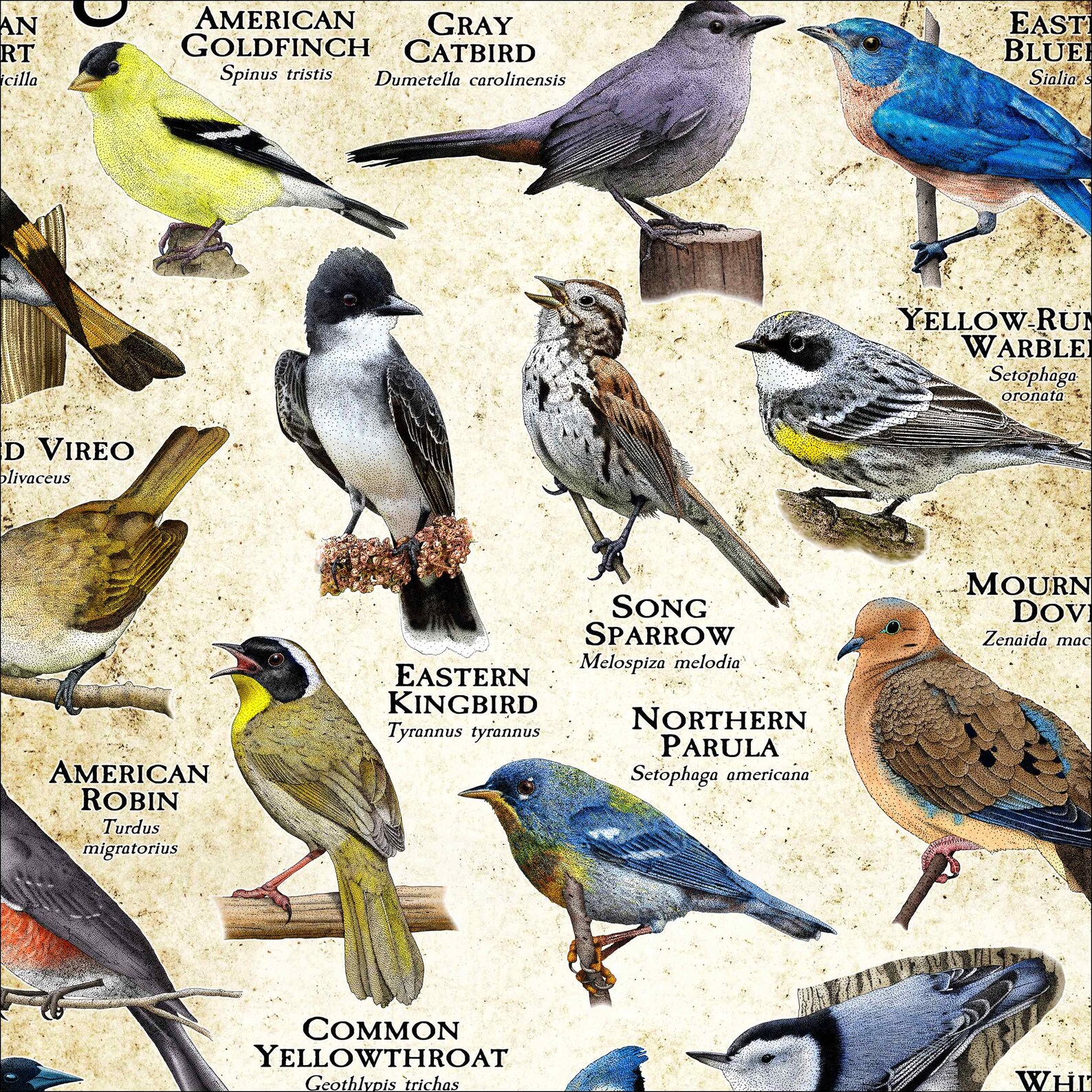 Songbirds of Massachusetts Poster Print Field Guide - Etsy
