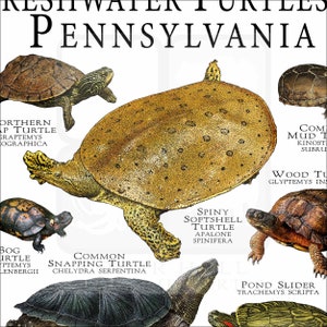 Freshwater Turtles of Pennsylvania Poster Print/field Guide - SIGNED BY ...