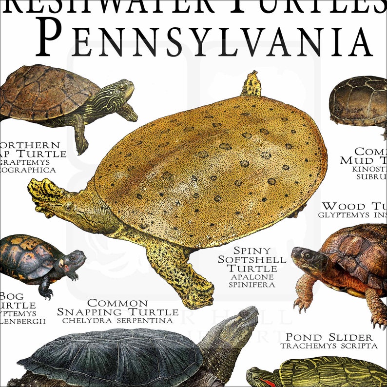 Freshwater Turtles of Pennsylvania Poster Print/field Guide - SIGNED BY ...