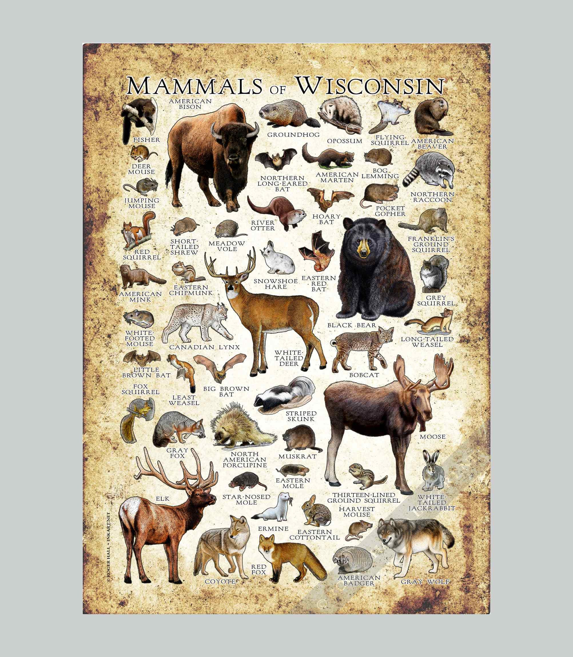 Wisconsin Mammals Poster Print: Field Guide Art - Signed - Etsy