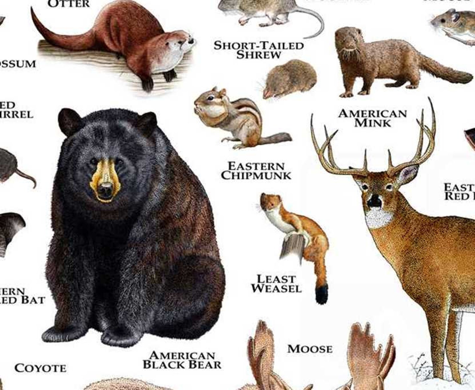 Land Mammals of New York Poster Print / New York Mammals Field | Etsy
