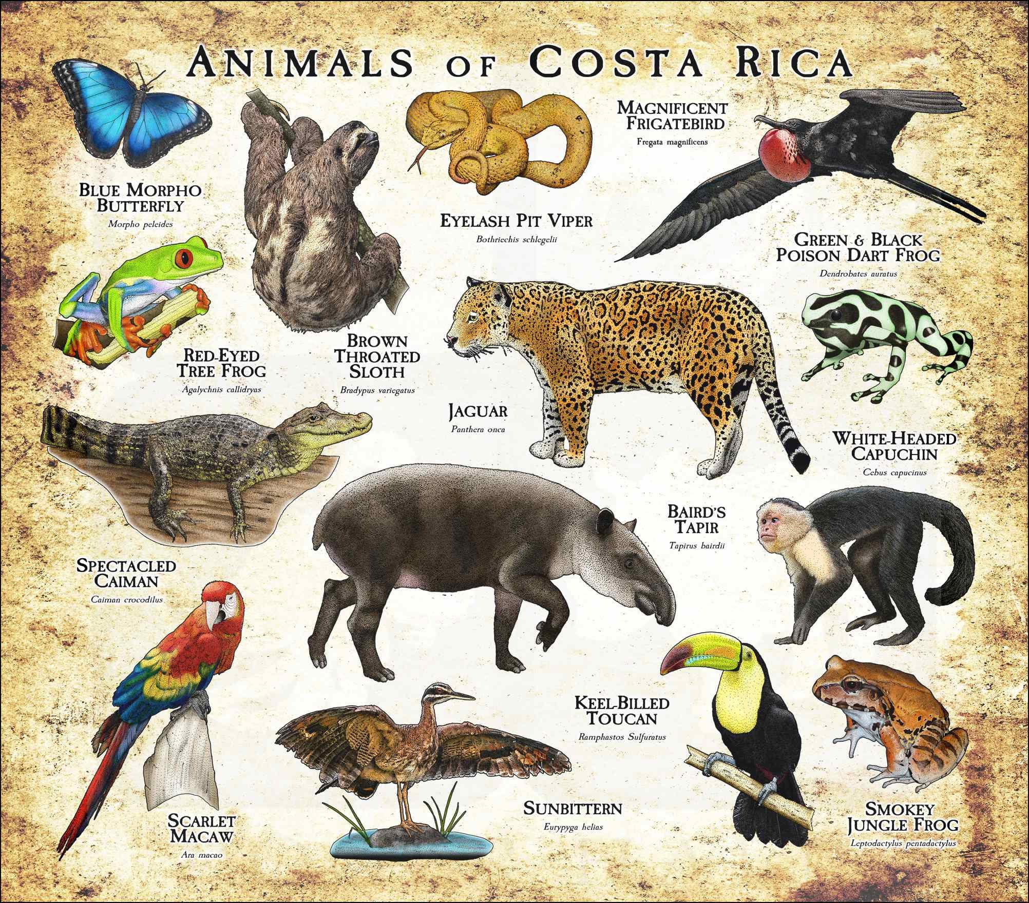 Cartel de Animales de Costa Rica - Etsy México