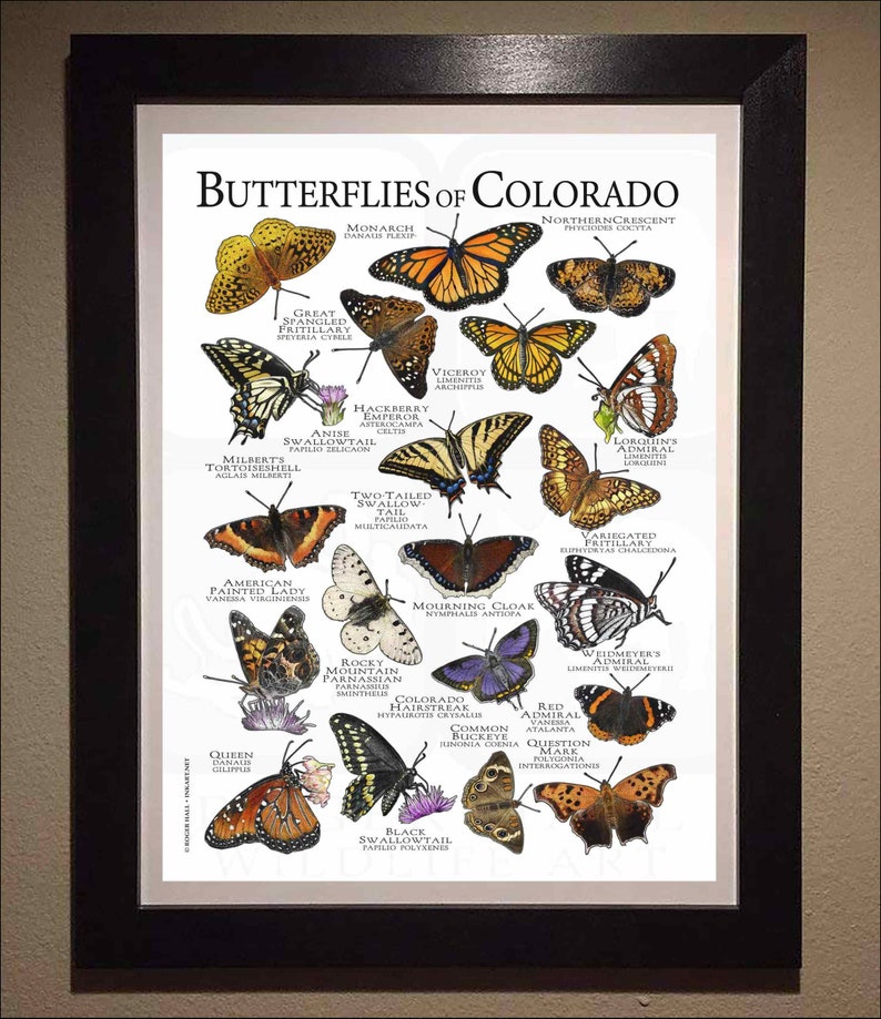 Butterflies of Colorado Poster Print - Field Guide - Etsy