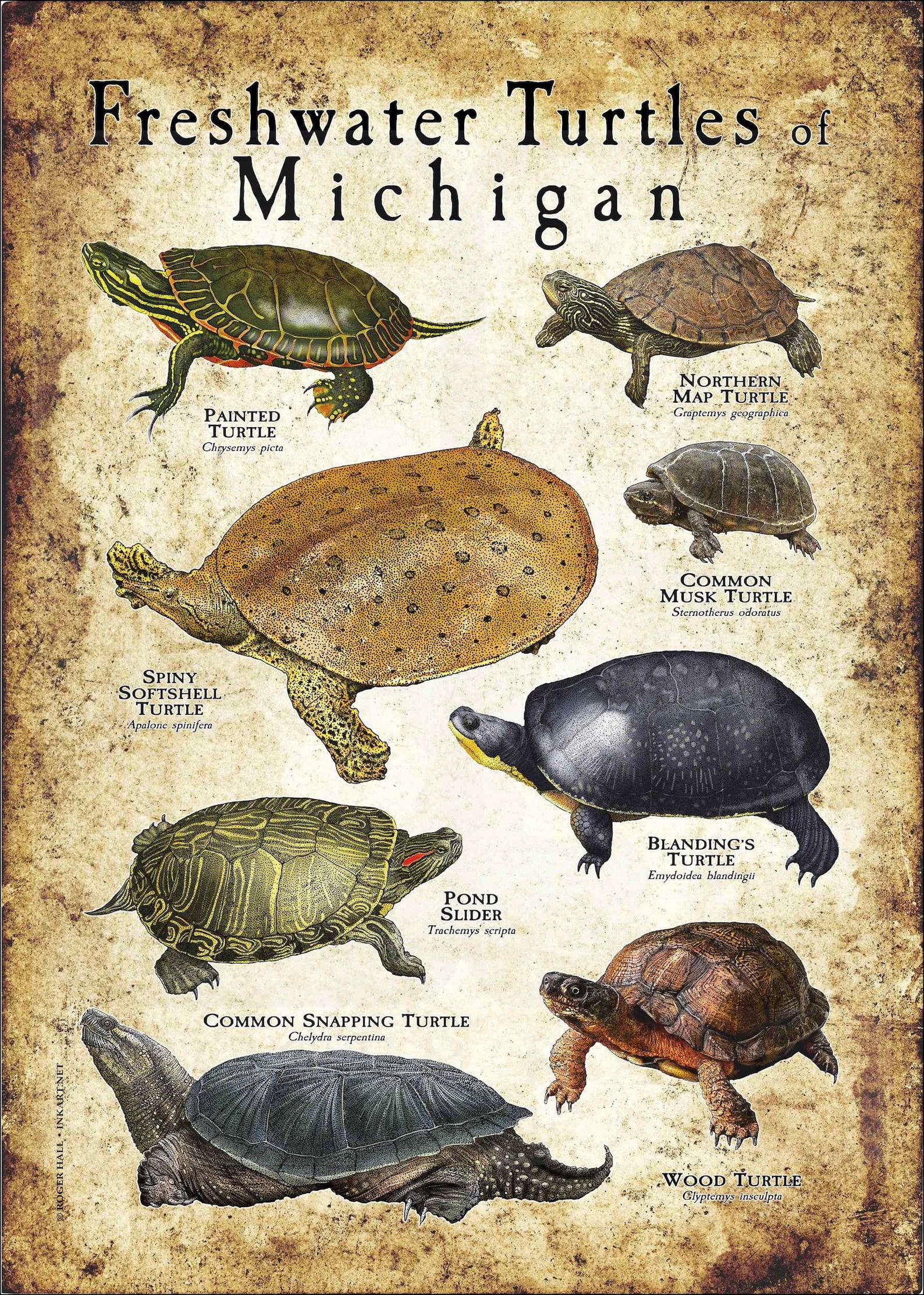 Freshwater Turtles of Michigan Poster Print Field Guide - Etsy