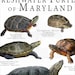 Freshwater Turtles of Maryland Poster Print/field Guide - SIGNED BY ...