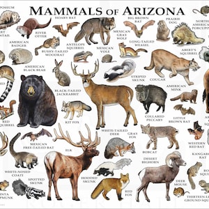 Mammals of Arizona Poster Print / Arizona Mammals Field Guide / Animals ...