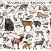 Mammals of Arizona Poster Print / Arizona Mammals Field Guide | Etsy
