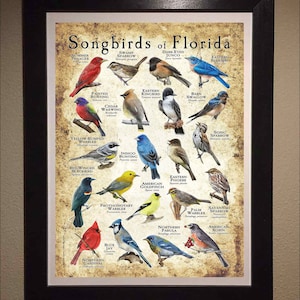 Songbirds of Florida Poster Print/field Guide - SIGNED BY ARTIST! - Etsy