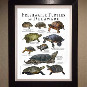 Freshwater Turtles of Delaware Poster Print/field Guide - SIGNED BY ...