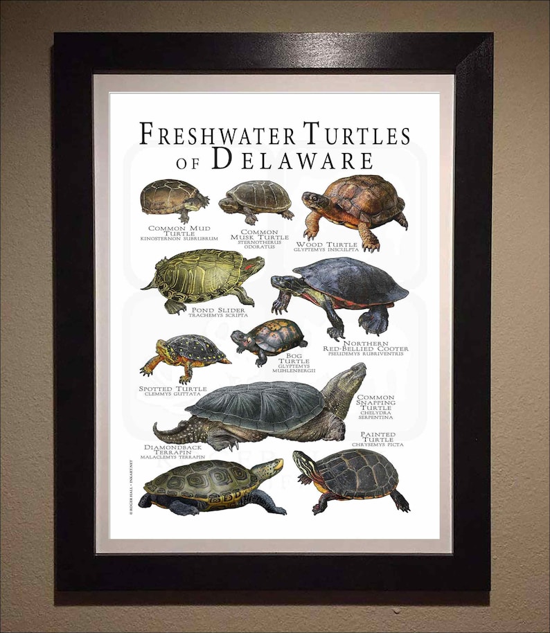 Freshwater Turtles of Delaware Poster Print Field Guide - Etsy
