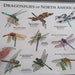 Dragonflies of North America Poster Print - Etsy