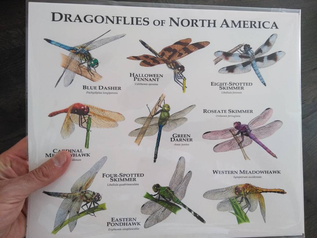 Dragonflies of North America Poster Print | Etsy
