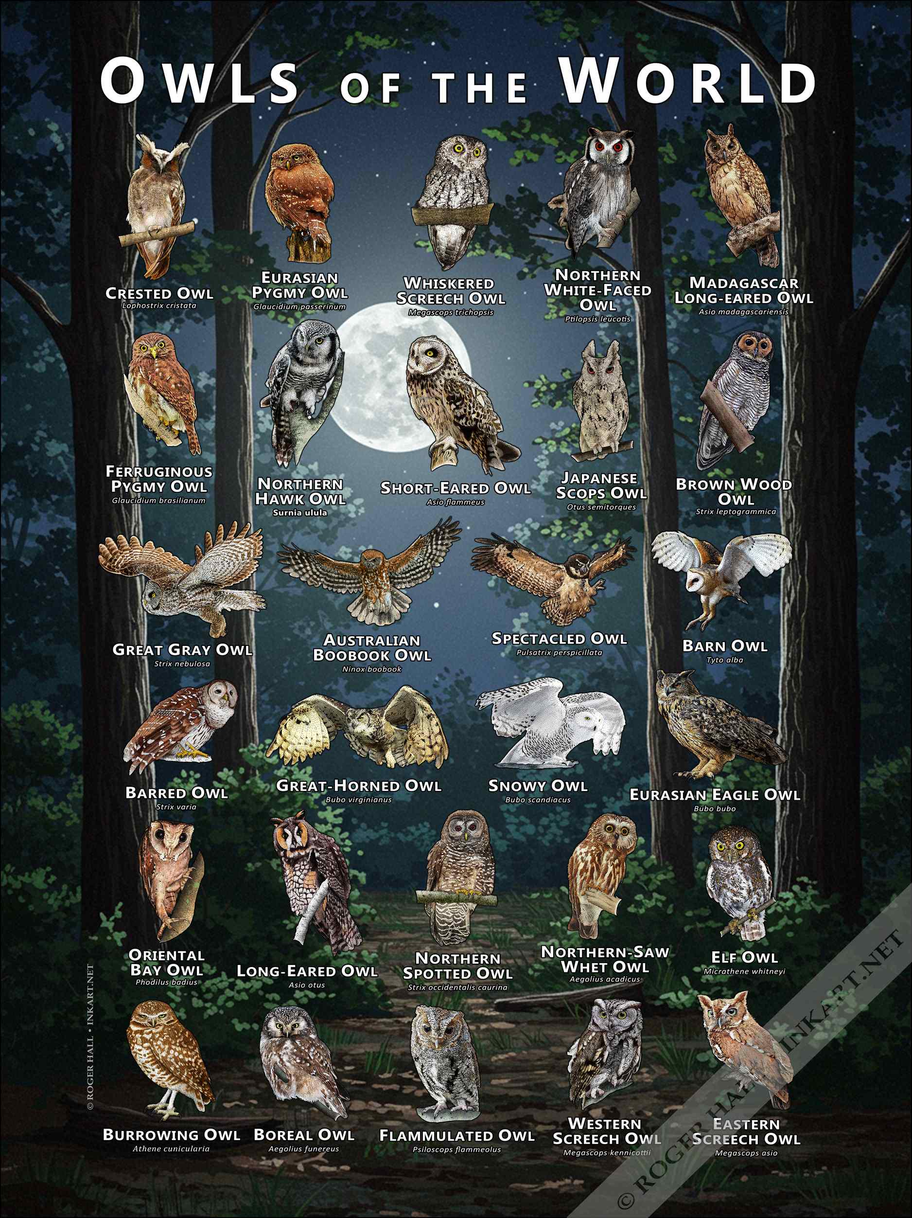 Owls of the World Art Print / Field Guide - SIGNED BY ARTIST - Etsy