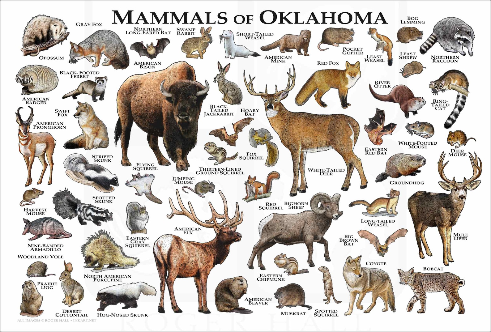 Oklahoma Mammals Poster Print: Signed Wildlife Art - Etsy