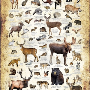Mammals of Oregon Poster Print / Oregon Mammals Field Guide / Animals ...