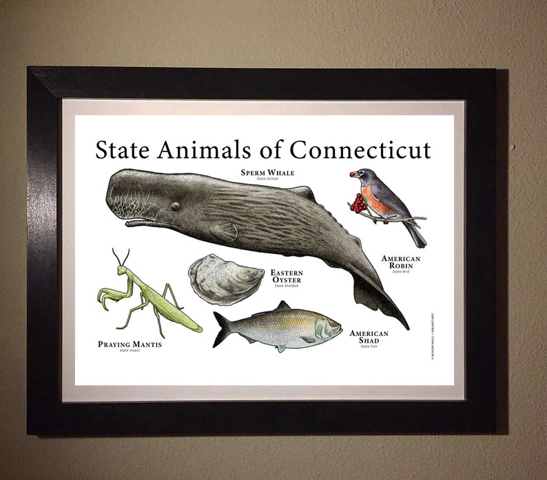 Connecticut State Animals Poster Print - Etsy