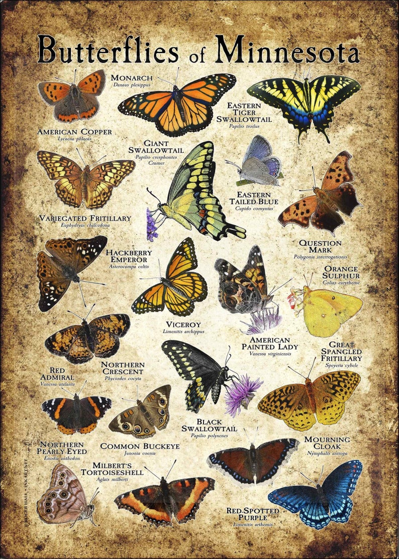 Butterflies of Minnesota Poster Print Field Guide - Etsy