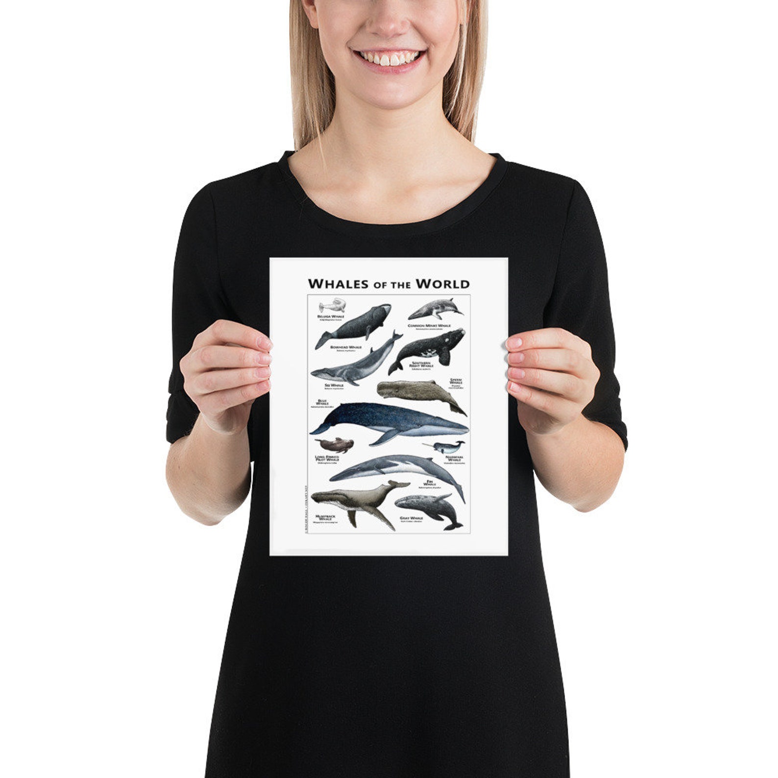 Whales of the World Poster/field Guide - Etsy