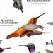 Hummingbirds of North America Poster Print - Etsy