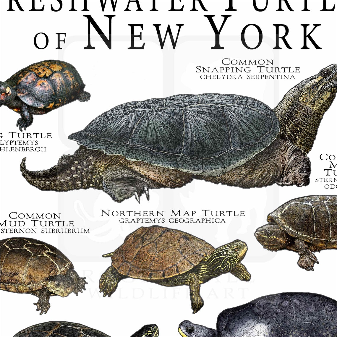 Freshwater Turtles of New York Poster Print Field Guide - Etsy