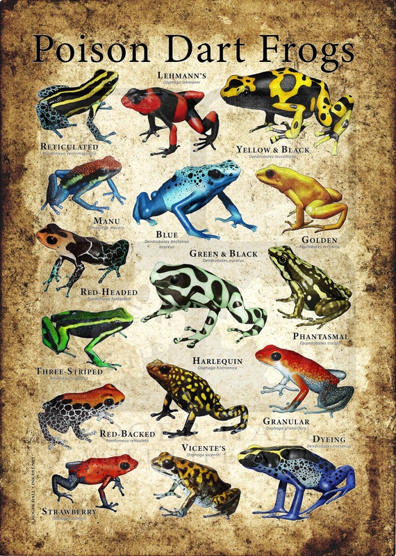 Where to Buy - Dart Frog Species & Morph Guide Posters? | Dendroboard