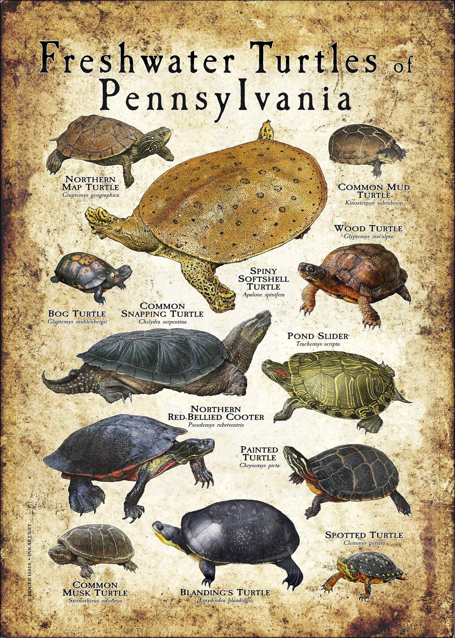 Freshwater Turtles of Pennsylvania Poster Print Field Guide - Etsy