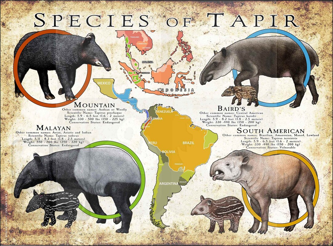 Species of Tapir Poster Print - Etsy