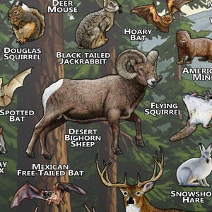 Oregon Mammals Poster Print: Wildlife Field Guide Art - Etsy