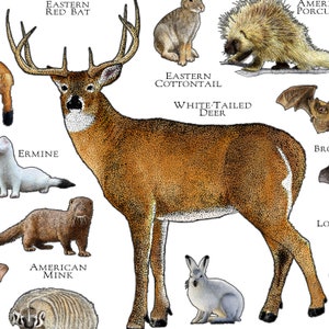 Mammals of West Virginia Poster Print / West Virginia Mammals Field ...