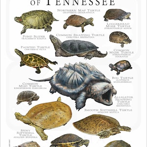 Freshwater Turtles of Tennessee Poster Print/field Guide - SIGNED BY ...
