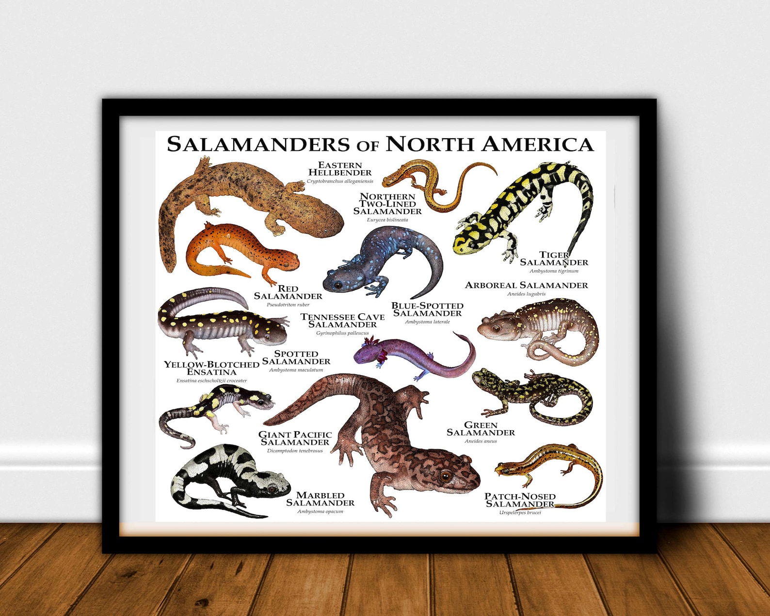 Salamanders of North America Poster Print - Etsy