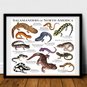 Salamanders of North America Poster Print - Etsy