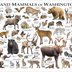 Washington Mammals Art Print: Pacific Northwest Field Guide, Signed - Etsy