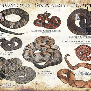 Venomous Snakes of Florida Art Print/field Guide - SIGNED BY ARTIST! - Etsy