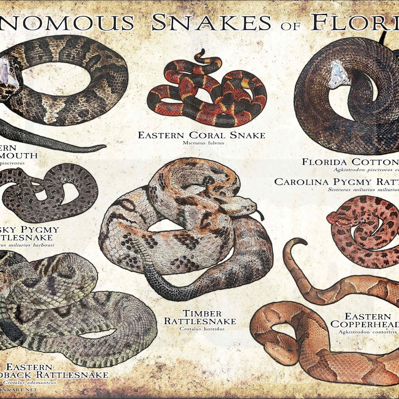 WildlifeArtbyRoger - Etsy