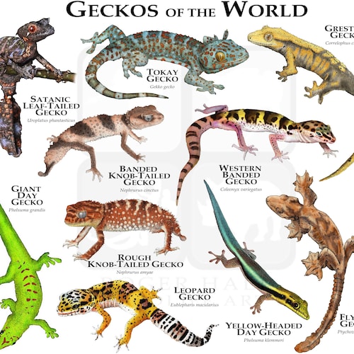 Snakes of the World Poster - Etsy