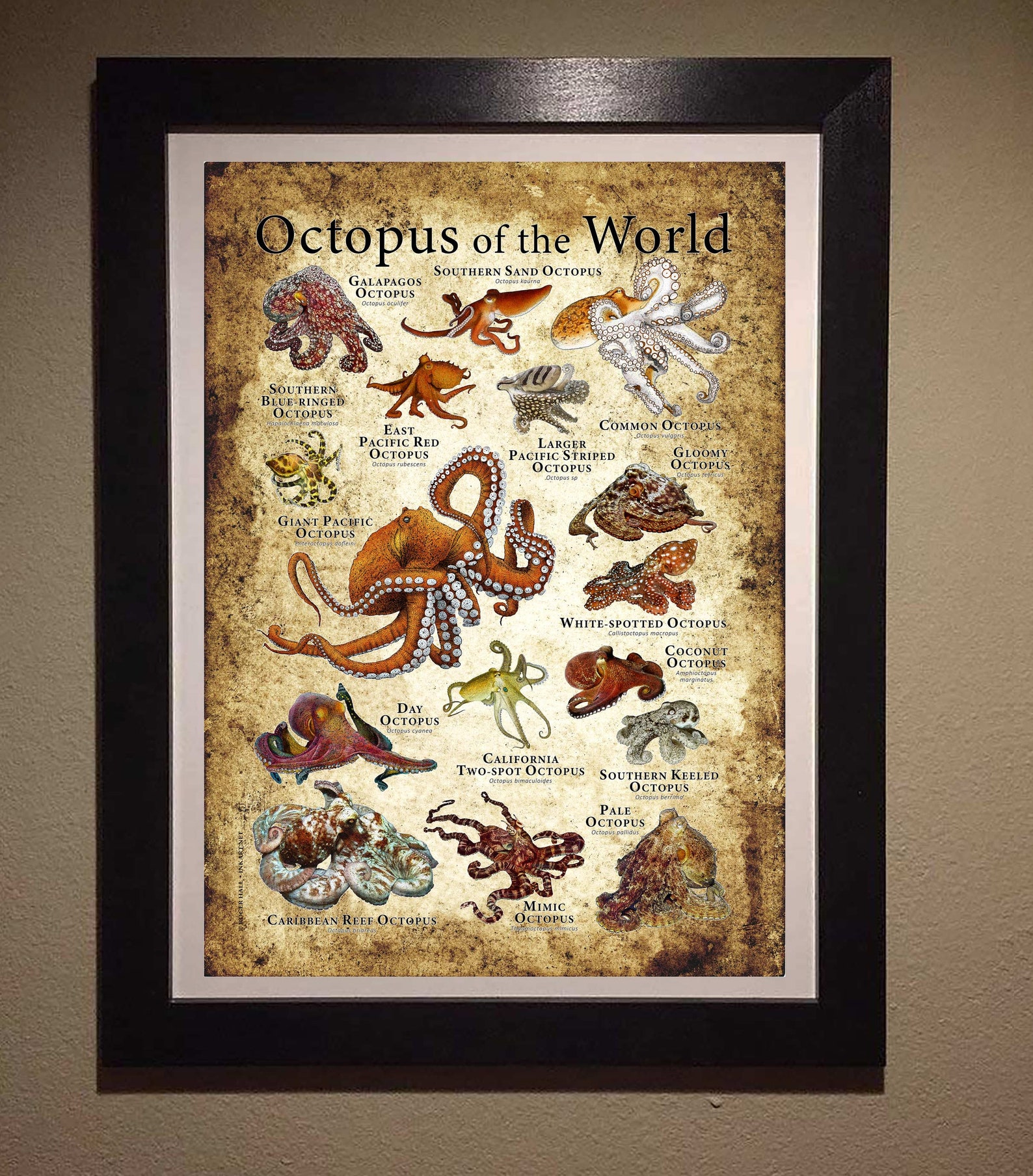 Octopus of the World Poster - Etsy