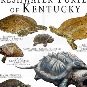 Freshwater Turtles of Kentucky Poster Print/field Guide - SIGNED BY ...
