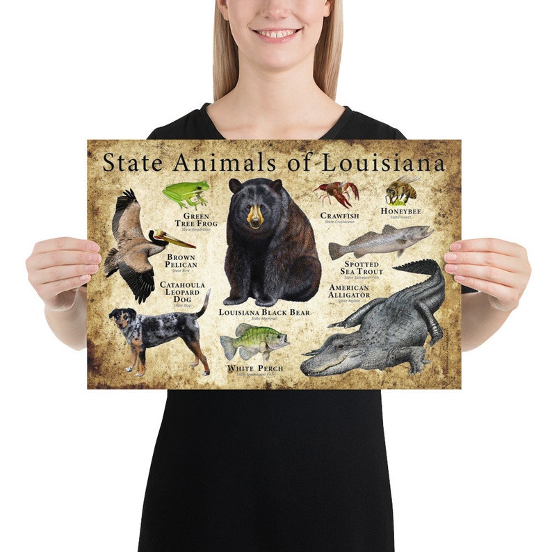 Louisiana State Animals Poster Print - Etsy