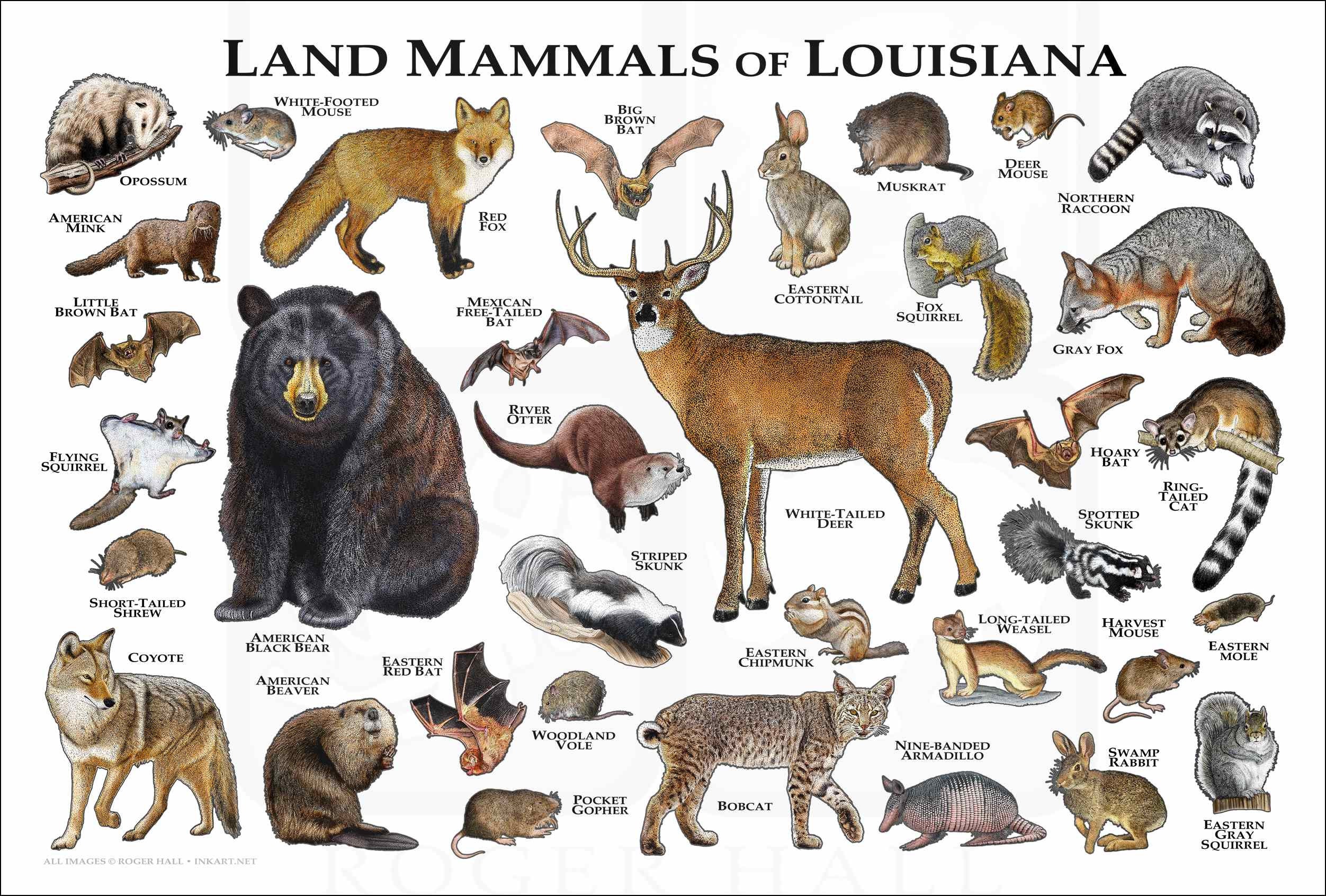 Louisiana Swamp Animals