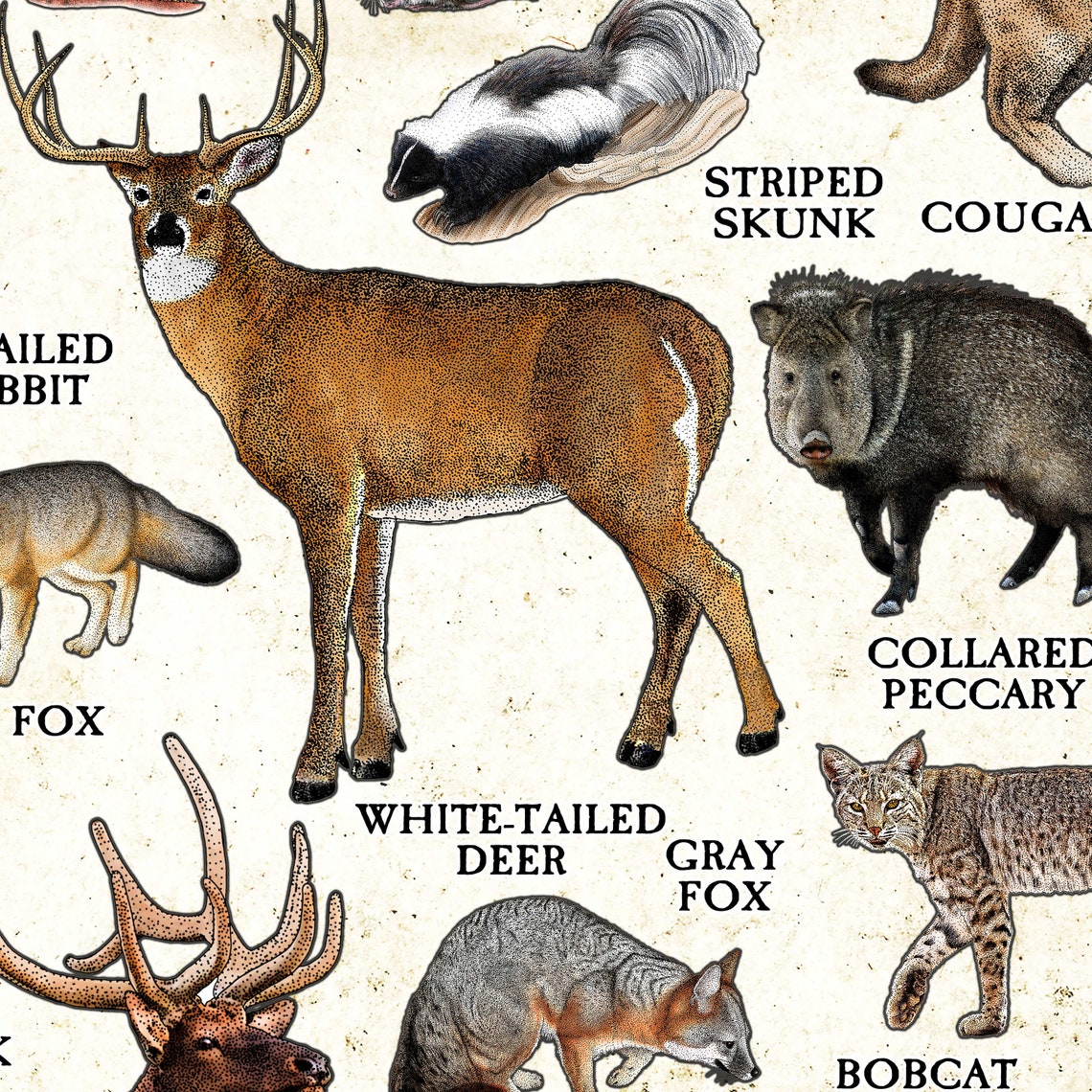 Mammals of Arizona Poster Print / Arizona Mammals Field Guide - Etsy