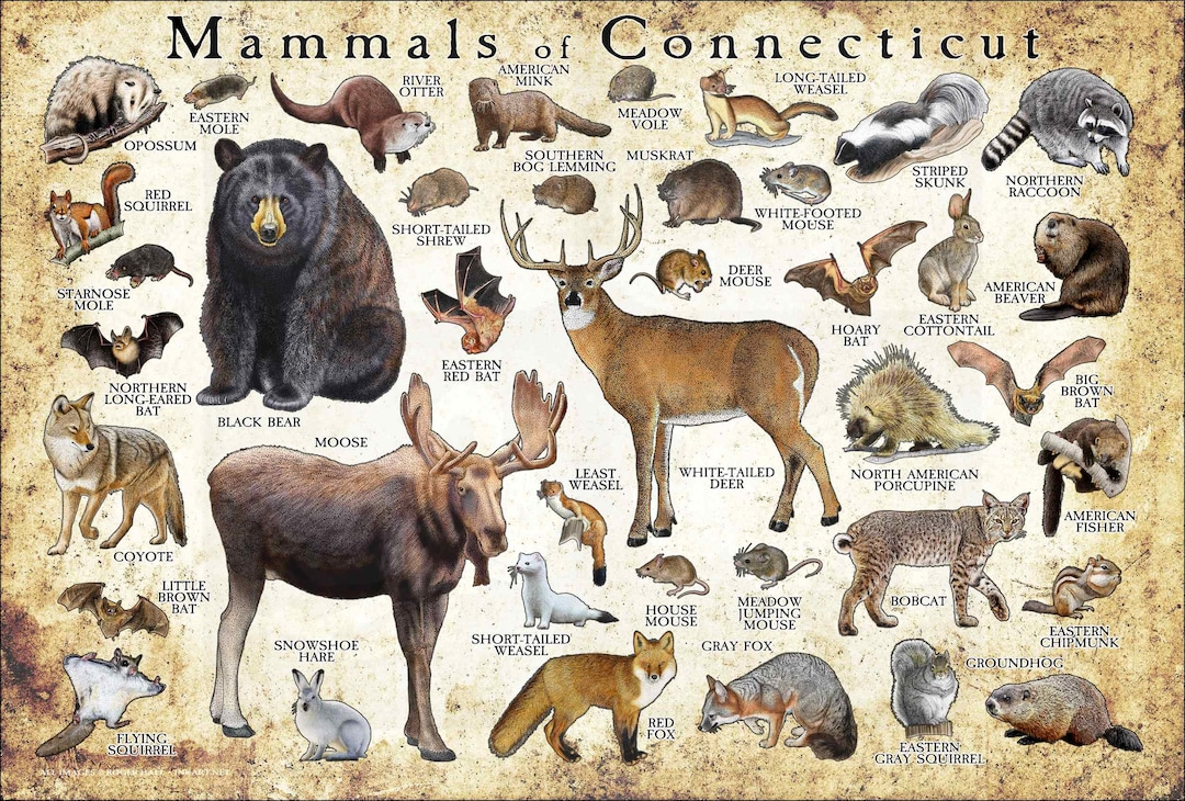 Mammals of Connecticut Poster Print / Connecticut Mammals Field Guide ...