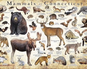 Connecticut Poster - Etsy