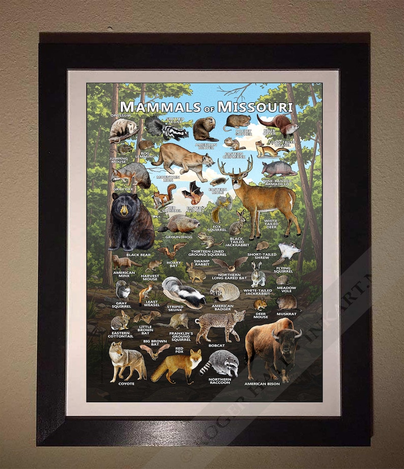 Missouri Mammals Poster Print: Field Guide Art - Signed - Etsy
