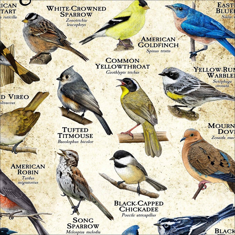 Songbirds of Connecticut Poster Print - Field Guide - Etsy