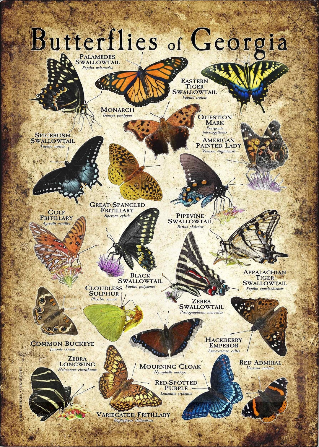 Butterflies of Georgia Poster Print/field Guide - SIGNED BY ARTIST! - Etsy