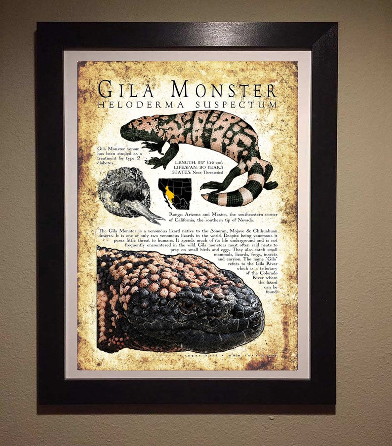 Gila Monster Poster Print - Etsy